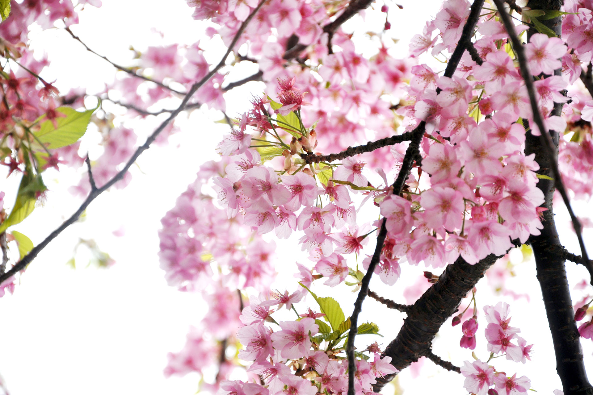 Kawazuzakura, Izu Island, Japan - Melody SH Studio